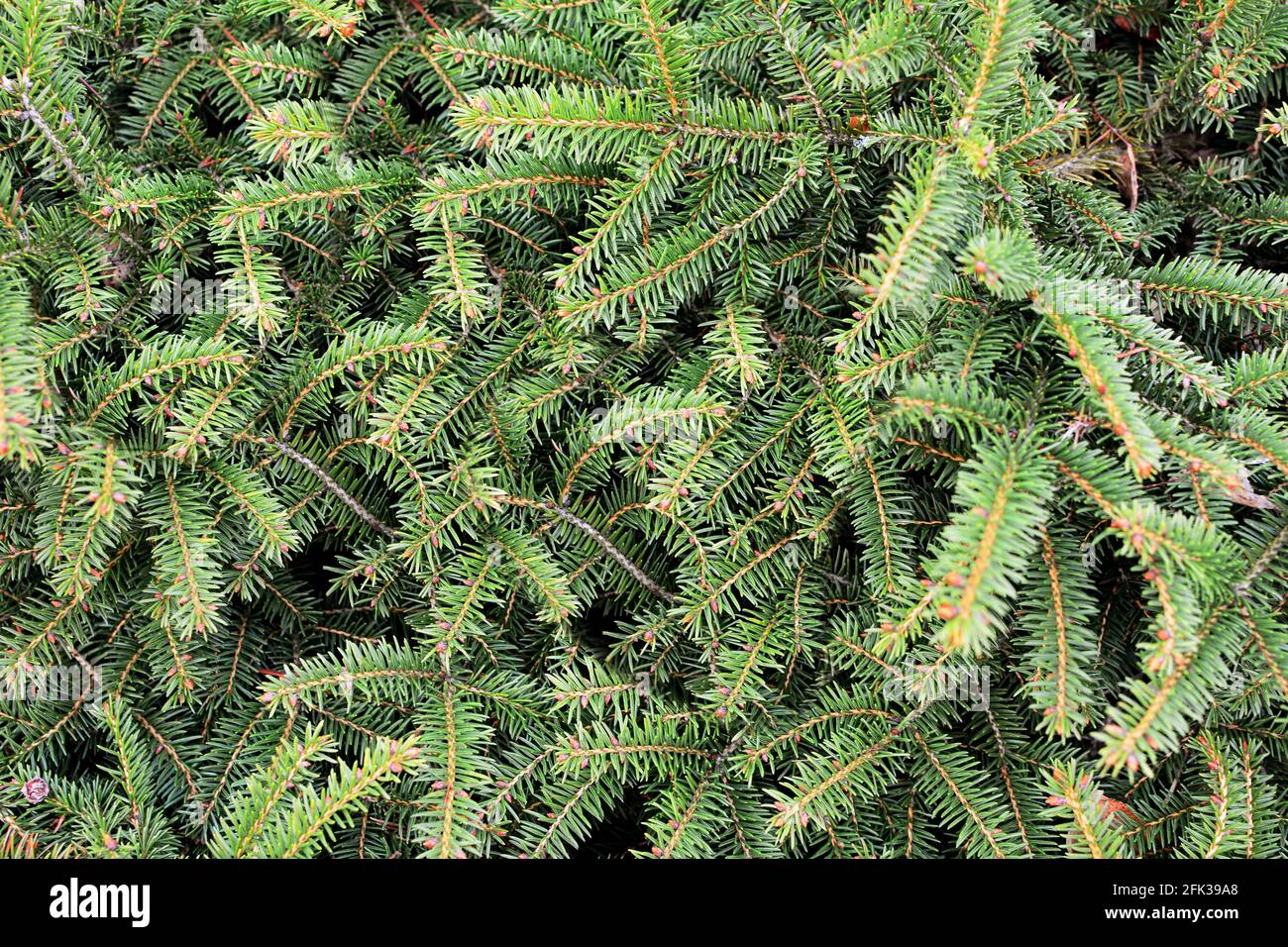 Background of green spruce tree branches. Full frame spruce tree ...