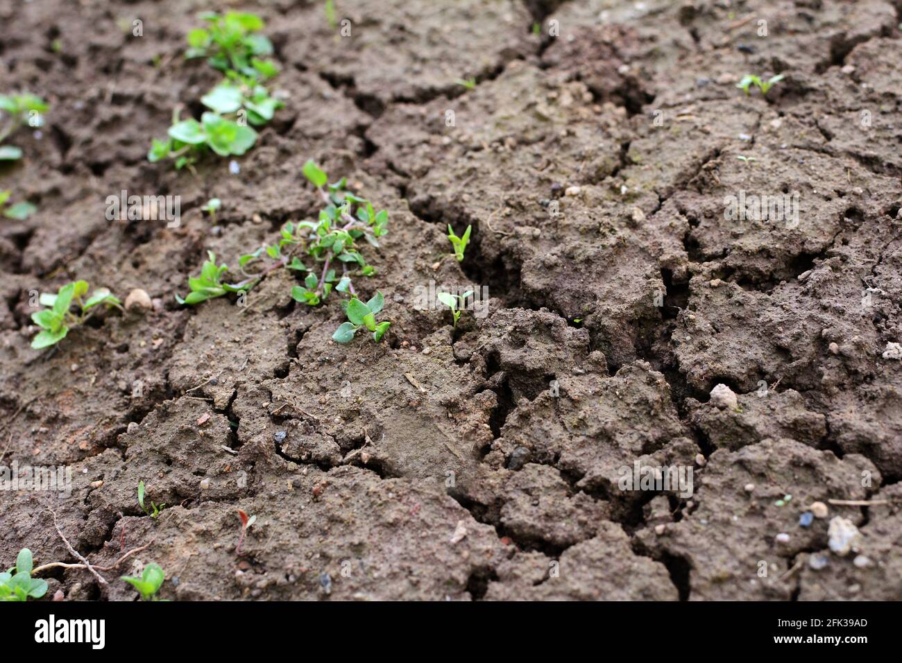 Texture of brown dried cracked soil with green plant. Full frame dried ...