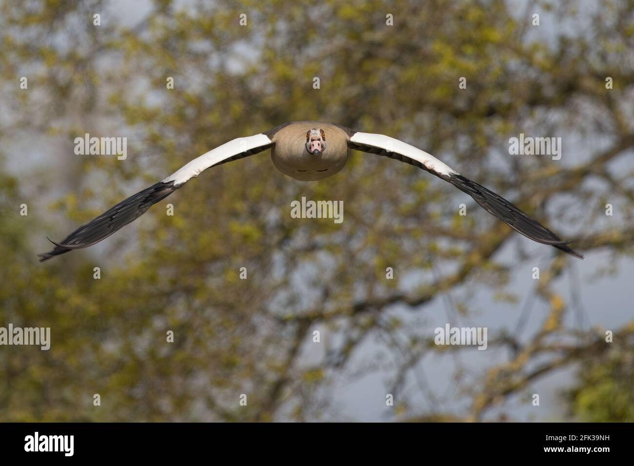 Flying back hi-res stock photography and images - Alamy