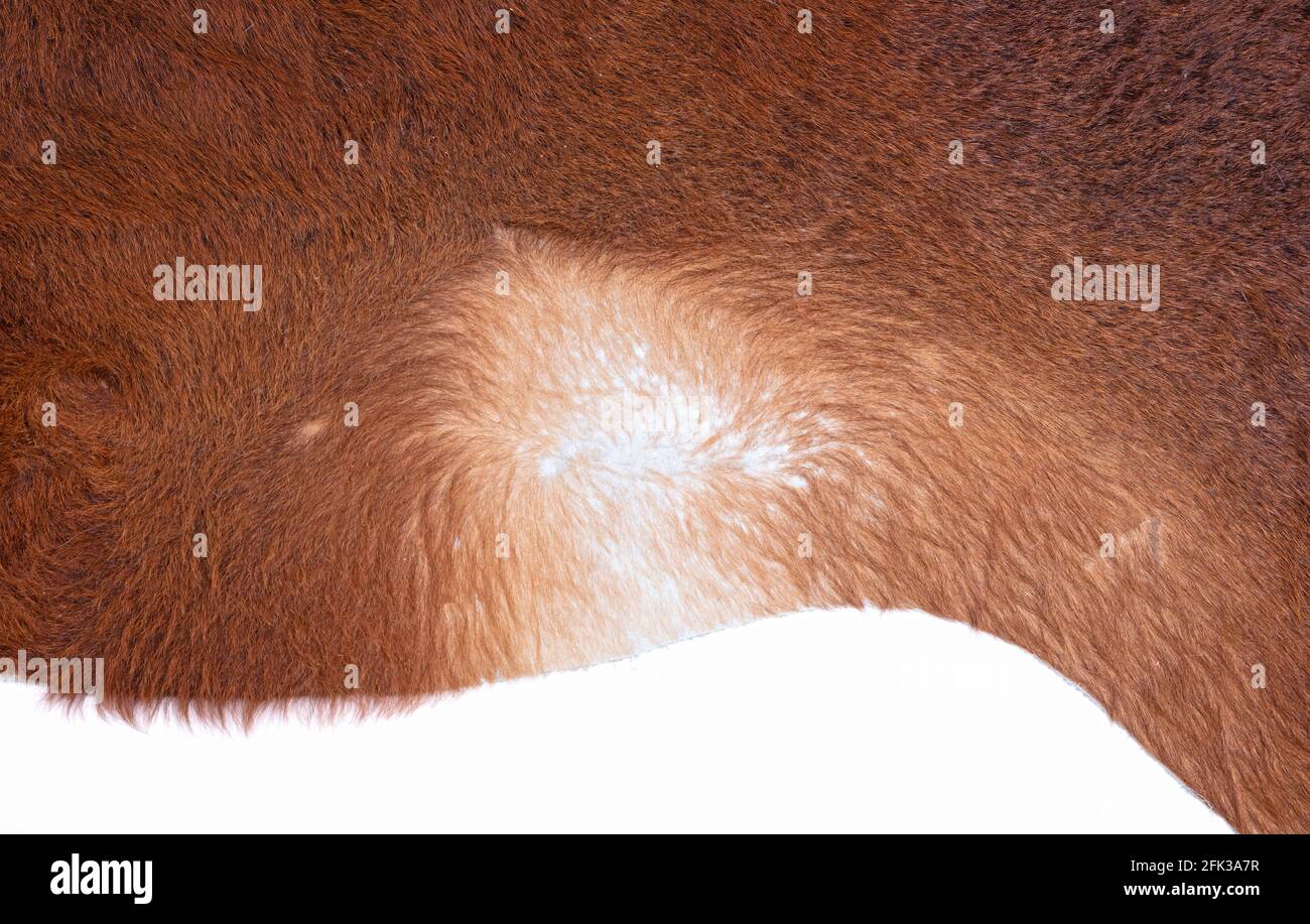 Isolated picture of part of a cow skin on a white background - Floor ...