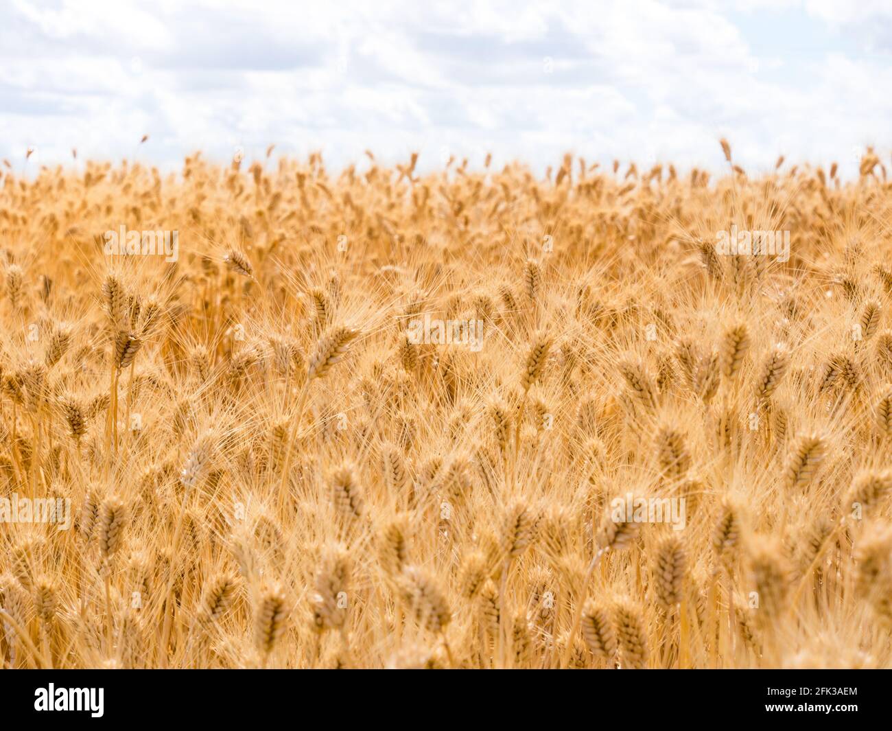 Field of golden ripe wheat in Eastern Washington state, USA Stock Photo ...