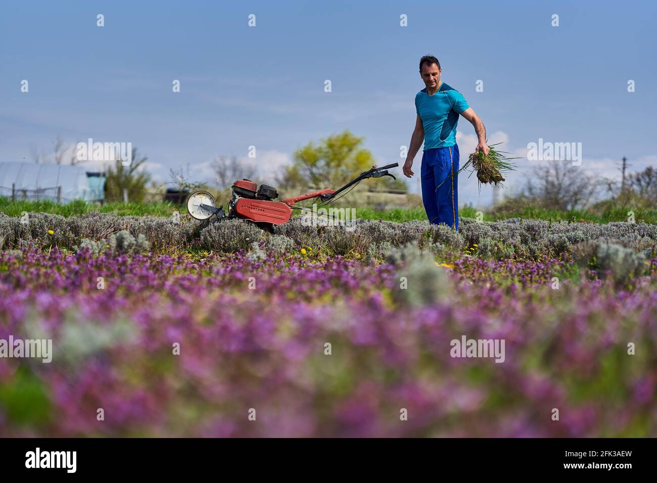 Farmer weeding with a motorized tiller on a lavender field Stock Photo ...