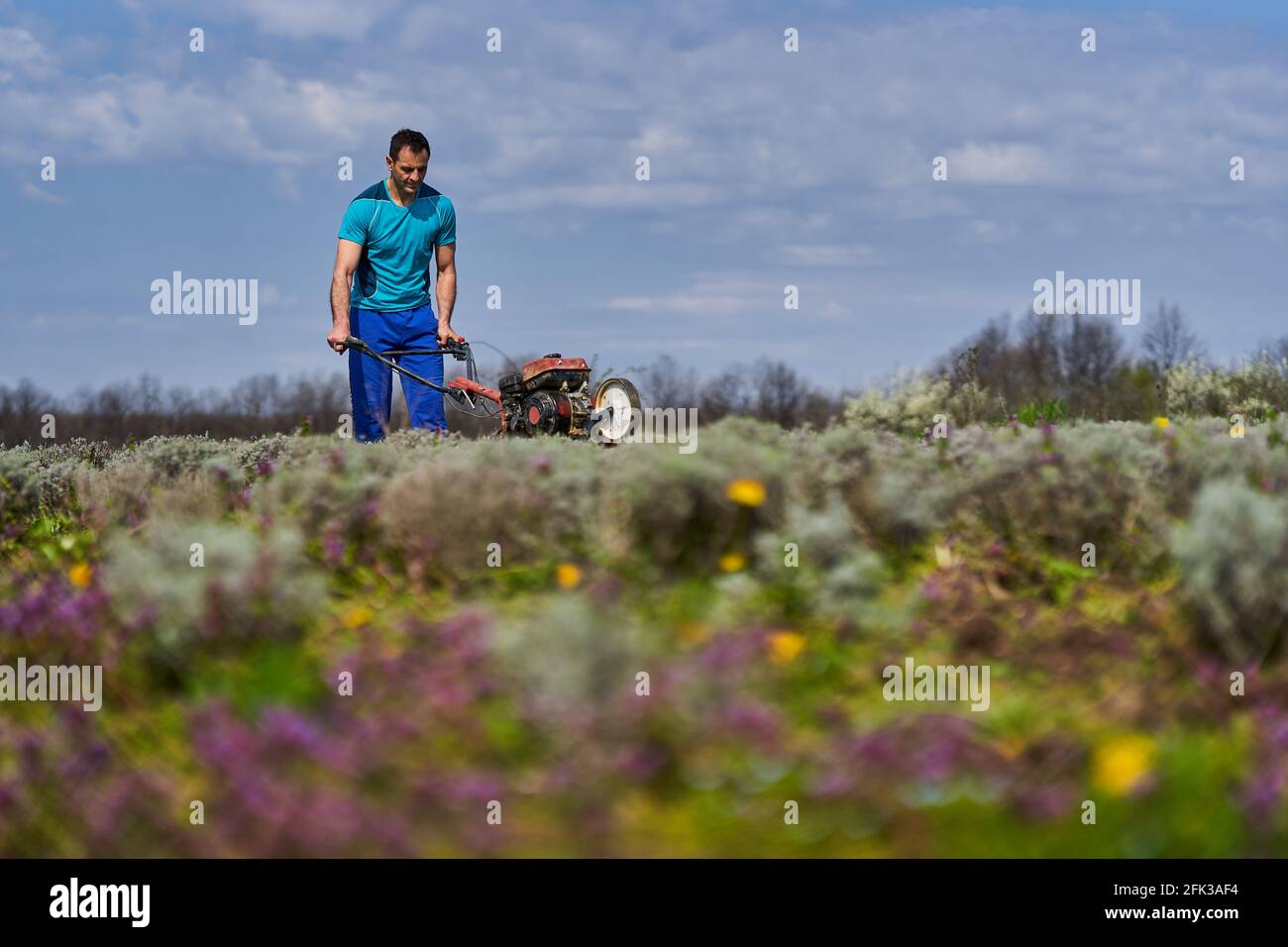 Farmer weeding with a motorized tiller on a lavender field Stock Photo ...