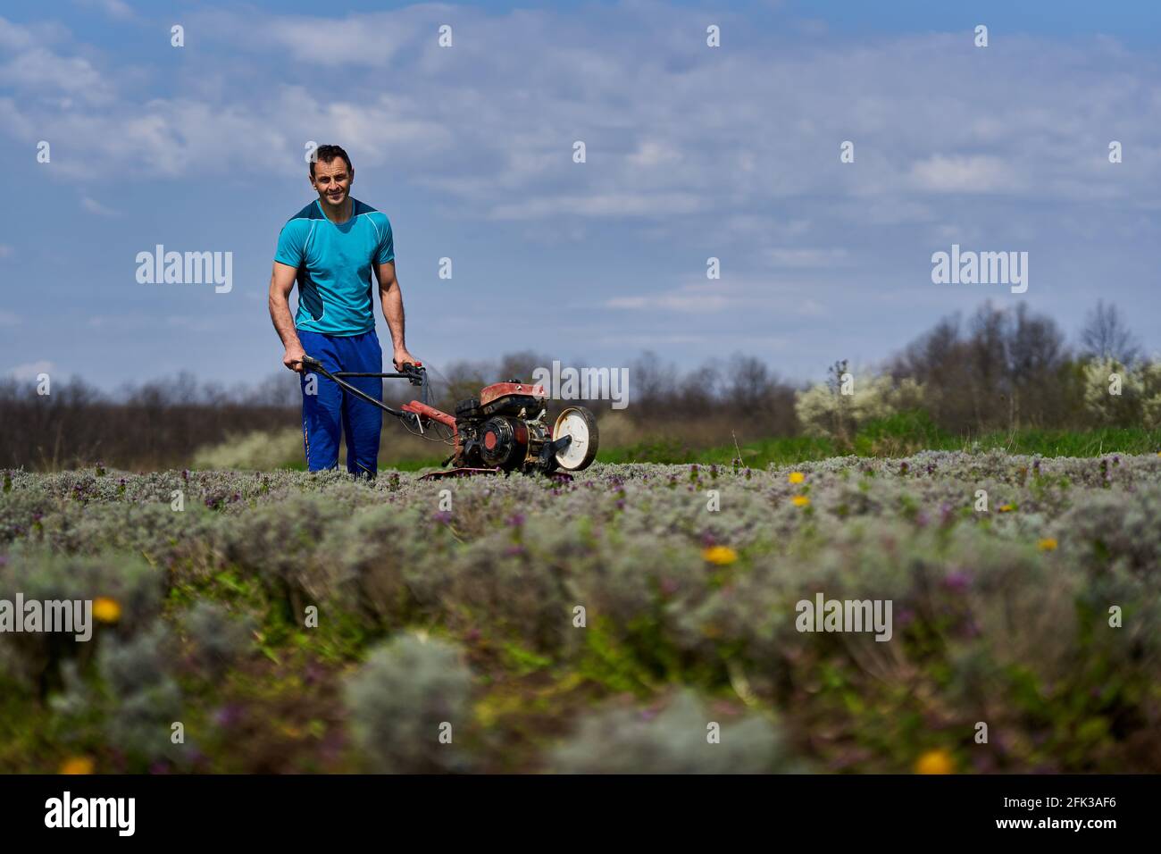 Farmer weeding with a motorized tiller on a lavender field Stock Photo ...