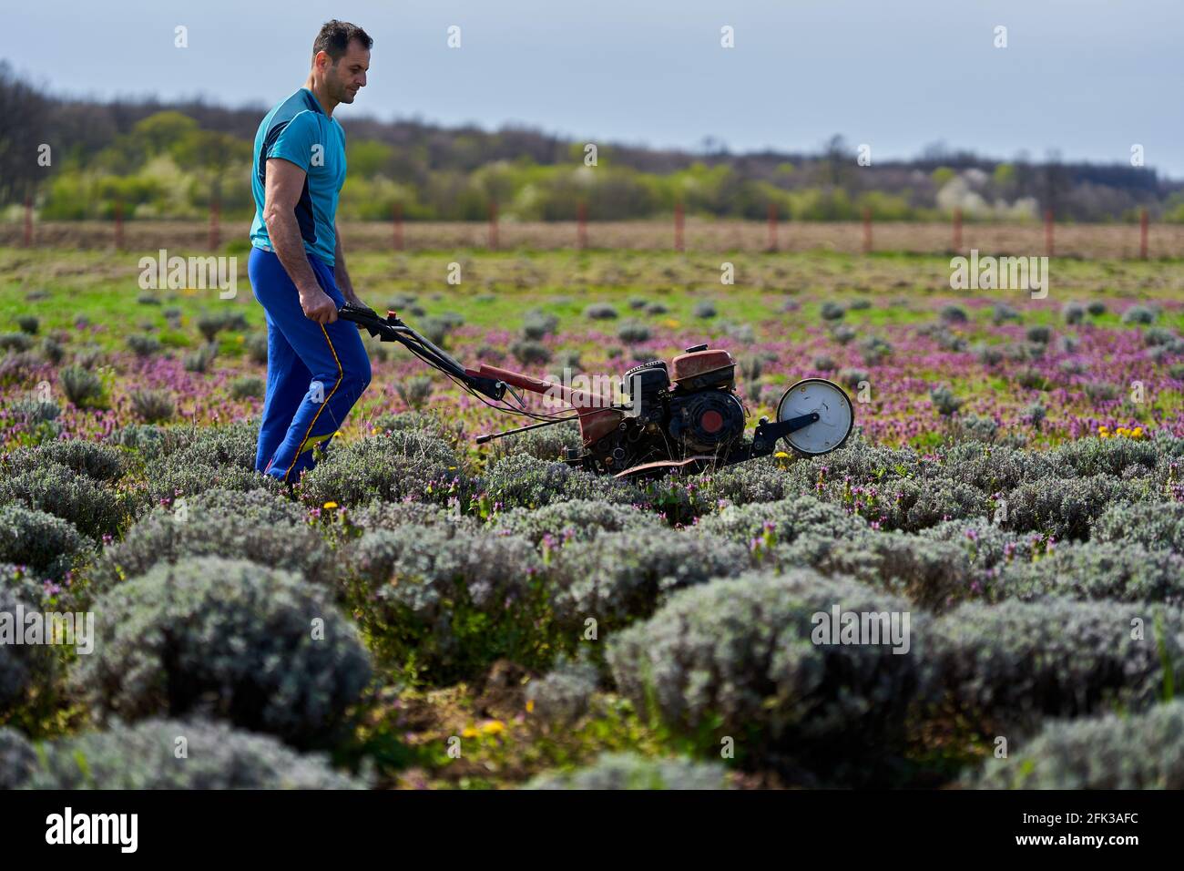 Farmer weeding with a motorized tiller on a lavender field Stock Photo ...