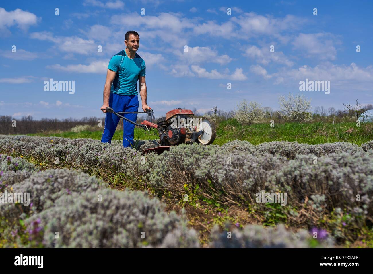 Farmer weeding with a motorized tiller on a lavender field Stock Photo ...
