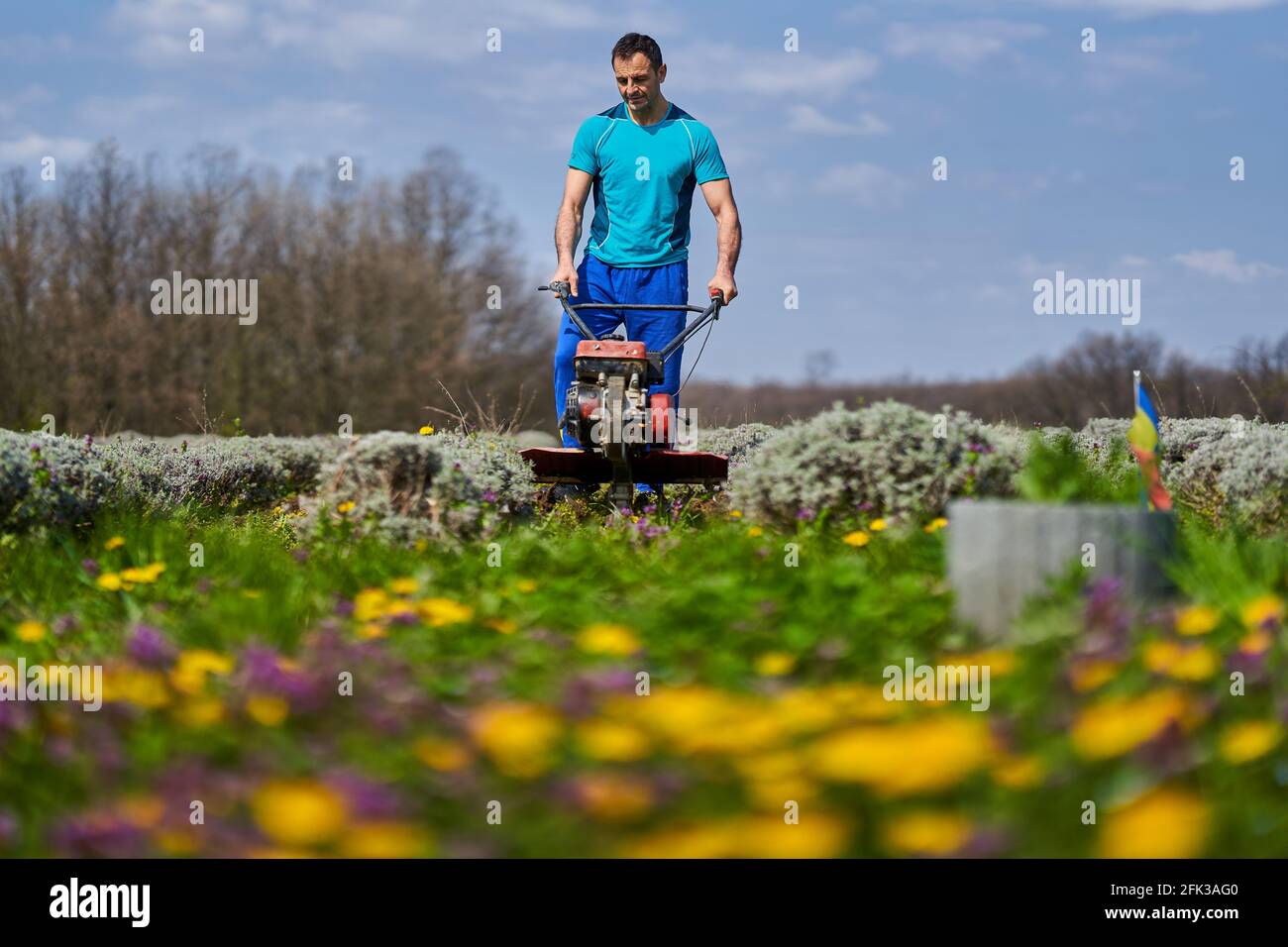 Farmer weeding with a motorized tiller on a lavender field Stock Photo ...