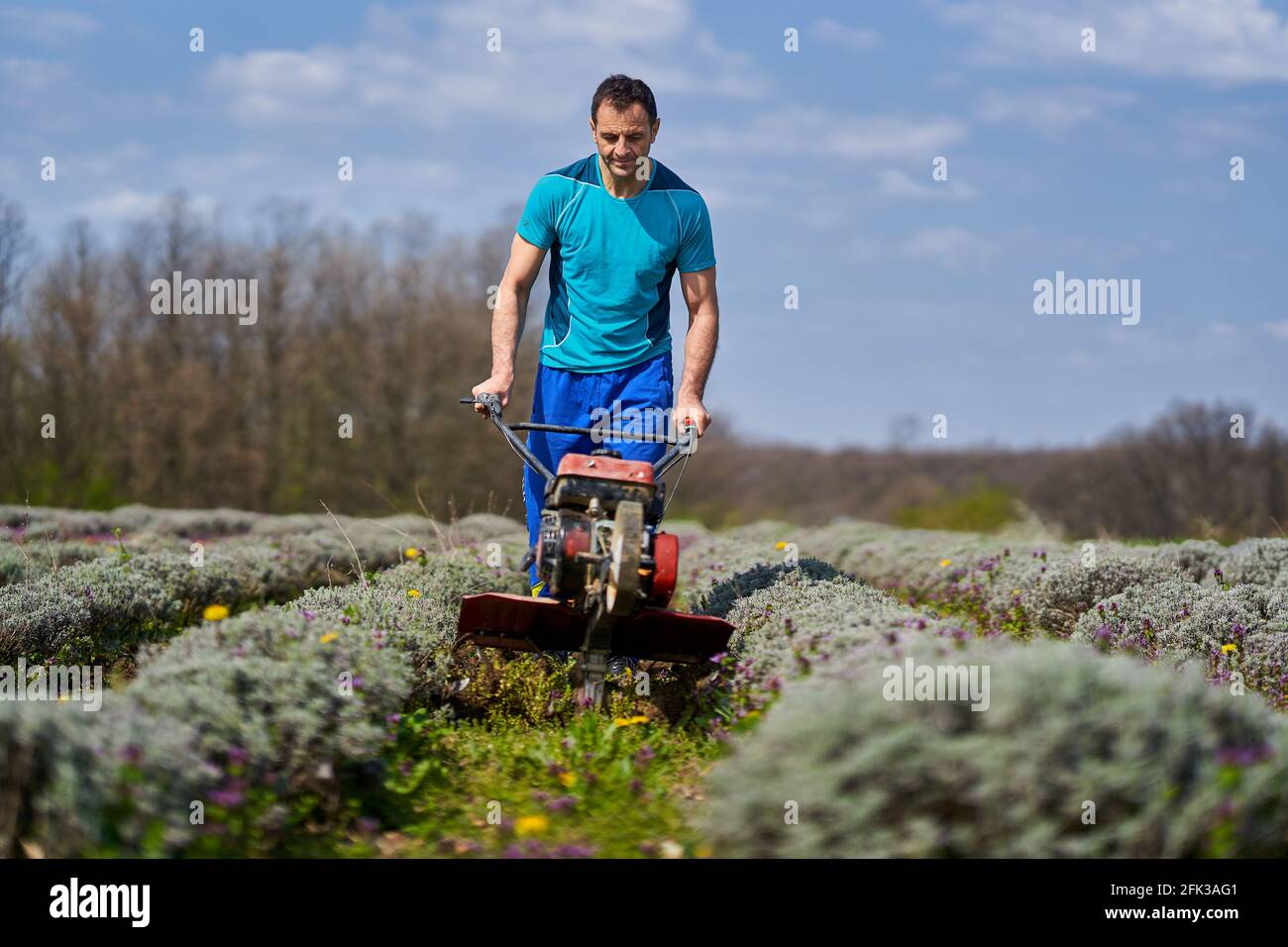 Farmer weeding with a motorized tiller on a lavender field Stock Photo ...