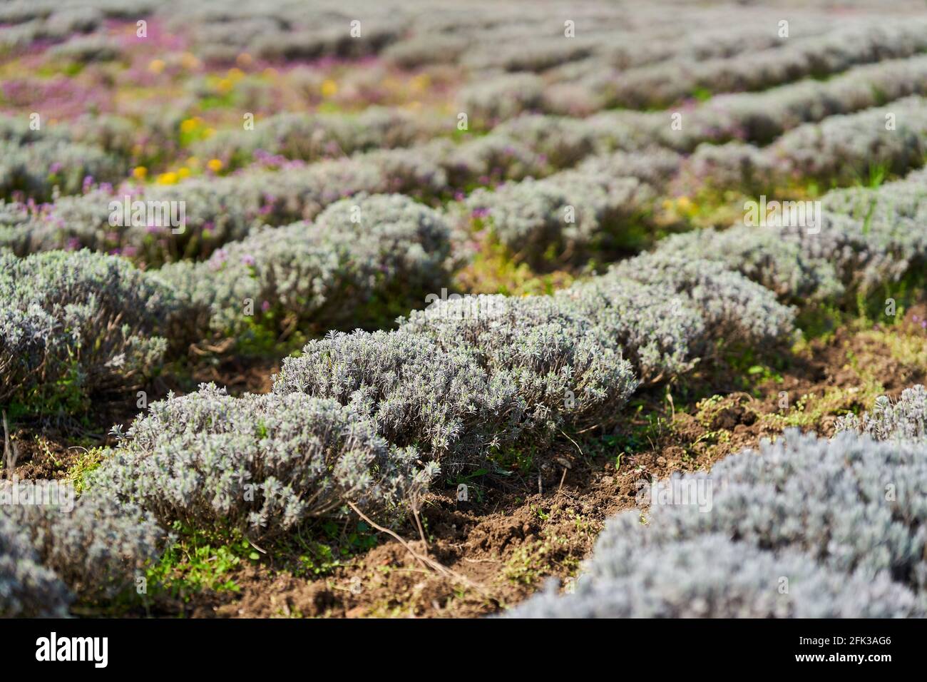 Field of lavender in the early spring, before weeding Stock Photo - Alamy