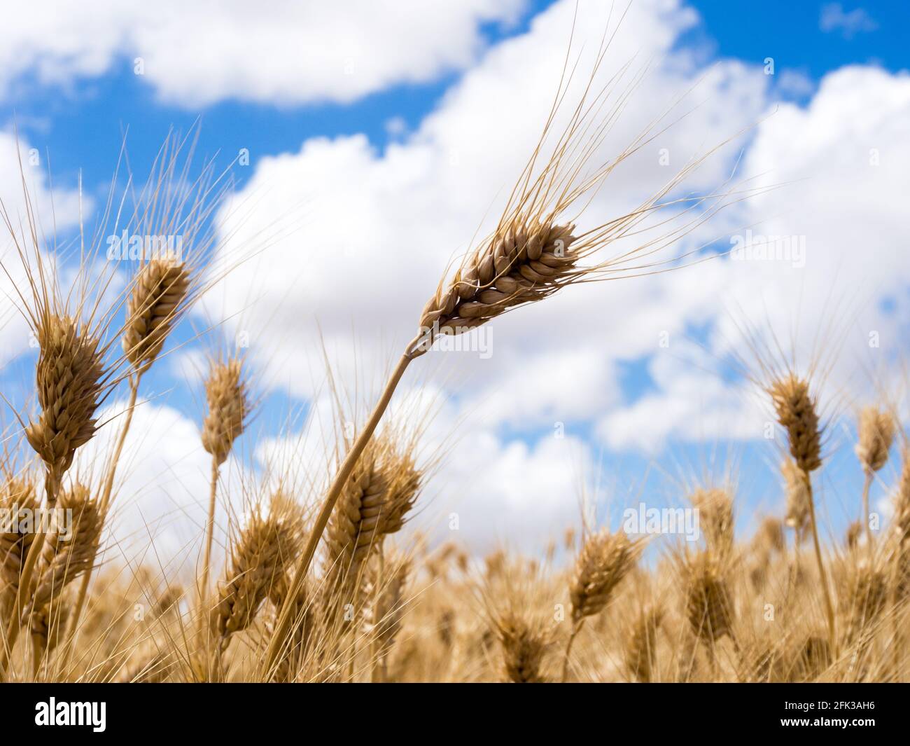 Golden ripe wheat against blue sky with clouds in Eastern Washington ...