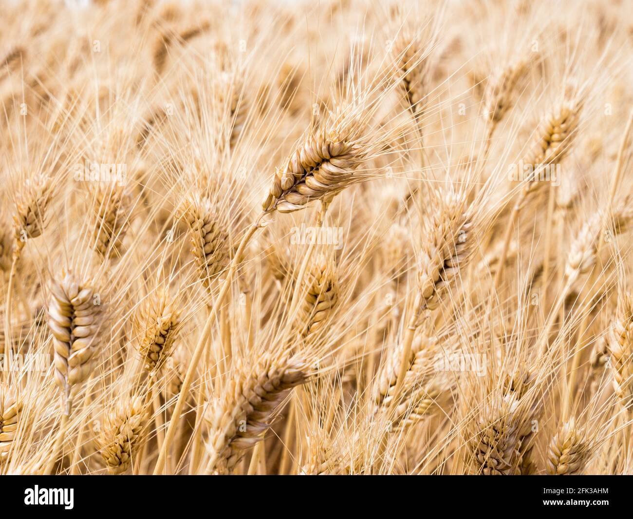 Field of golden ripe wheat in Eastern Washington state, USA Stock Photo ...