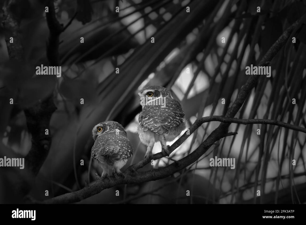 The spotted owlet is a small owl which breeds in tropical Asia from ...