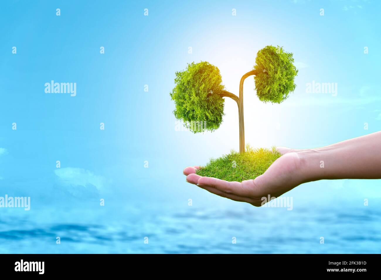 Trees (kidneys), 3D environmental and medical concepts Stock Photo - Alamy