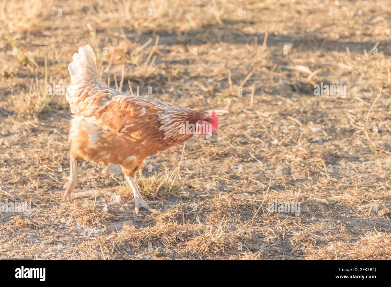 Brown chicken live outdoors at bio poultry farm grass meadow. Rural ...