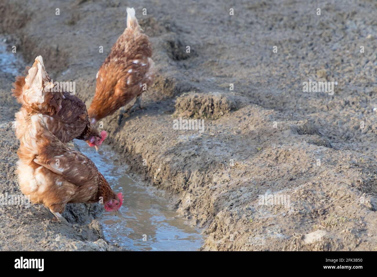 Chicken In The Mud