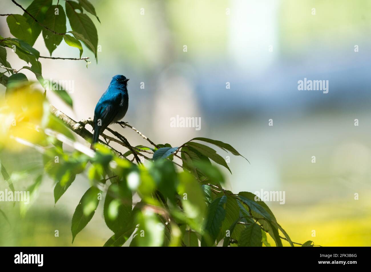 Old world flycatcher hi-res stock photography and images - Alamy