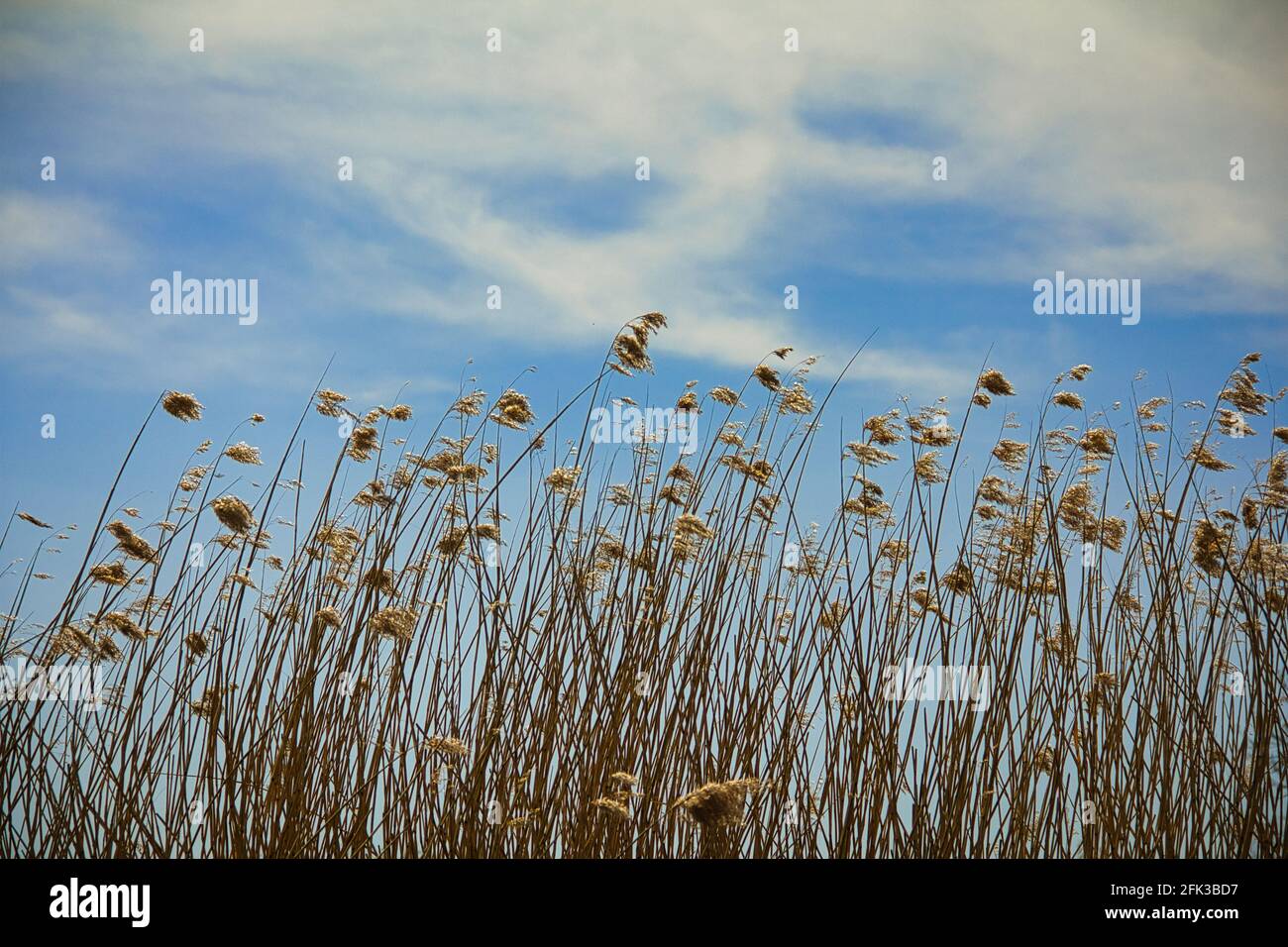 Dried grass grasses hi-res stock photography and images - Alamy