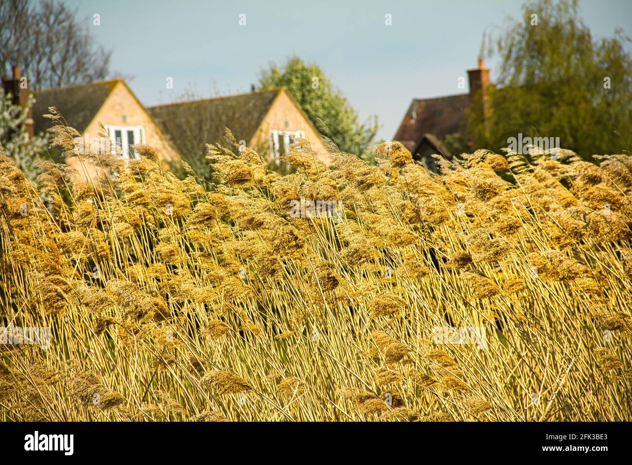 Dried grass grasses hi-res stock photography and images - Alamy