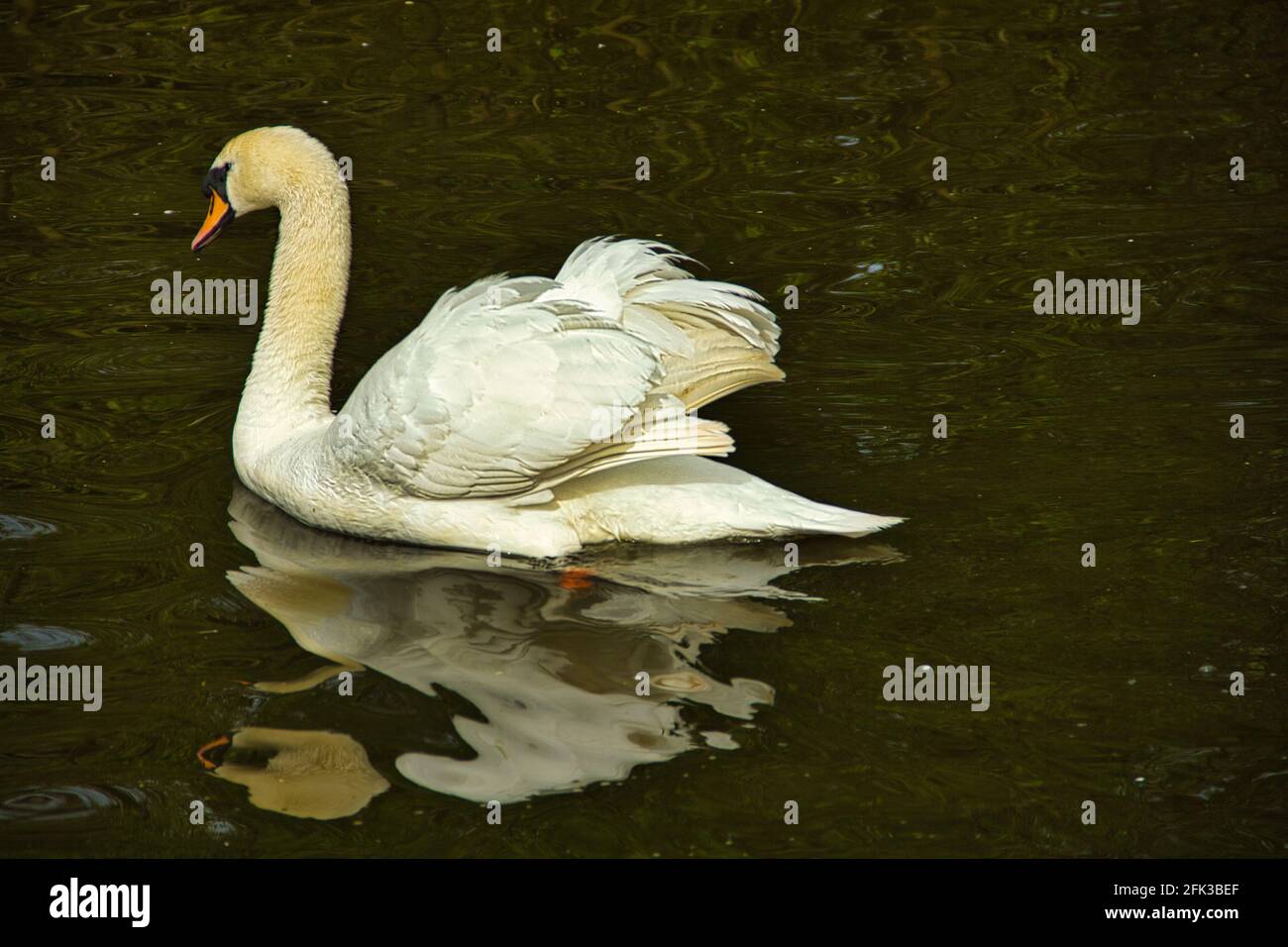 Swan in the evening hi-res stock photography and images - Alamy