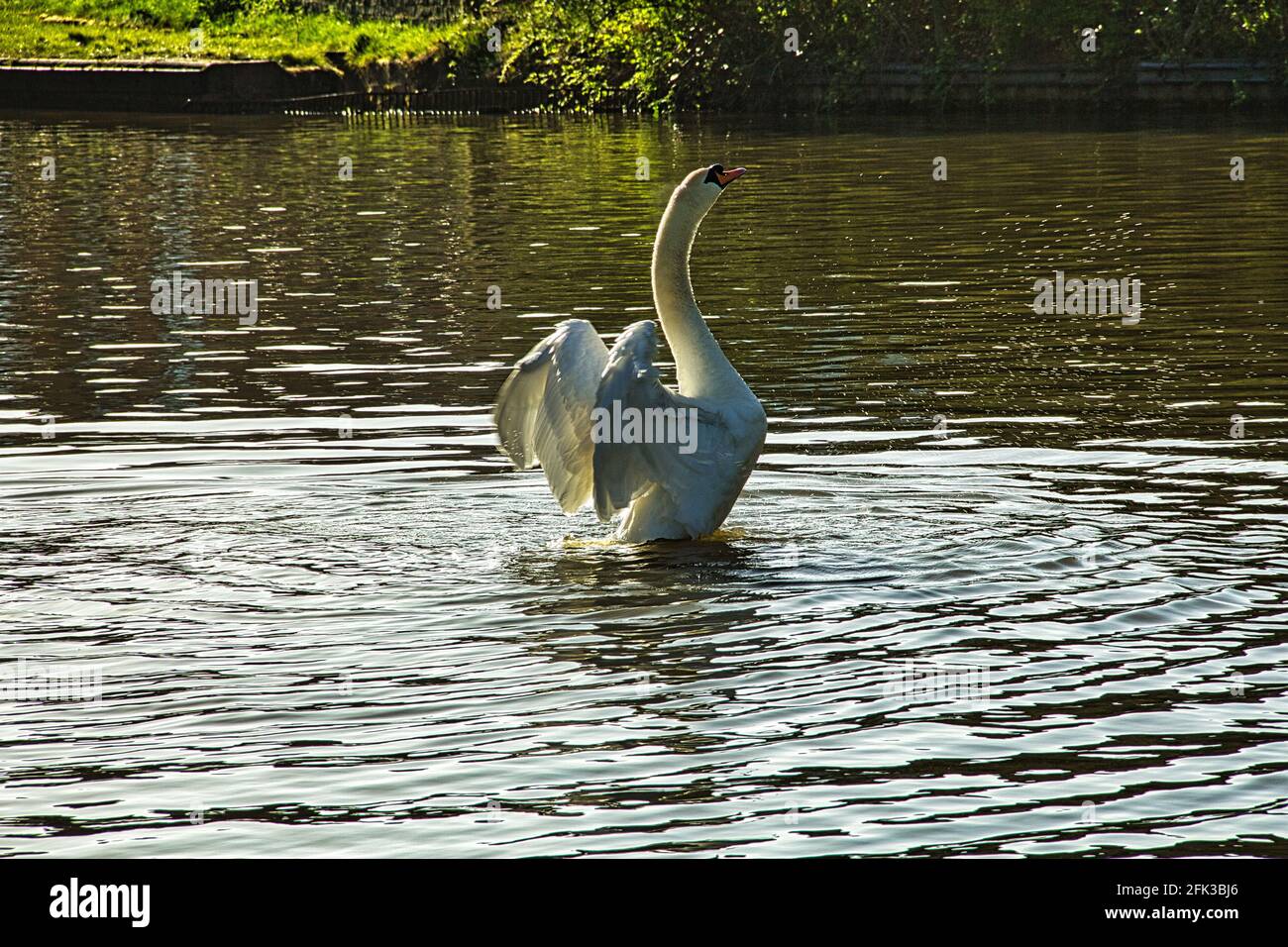 Swan in evening sunlight Stock Photo - Alamy
