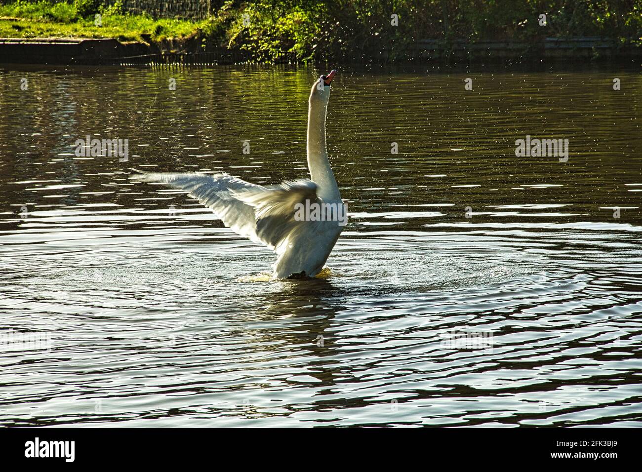 Swan in the evening hi-res stock photography and images - Alamy