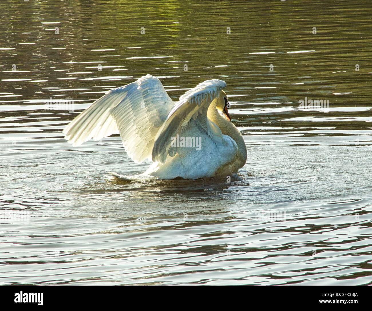 Swan in evening sunlight Stock Photo - Alamy