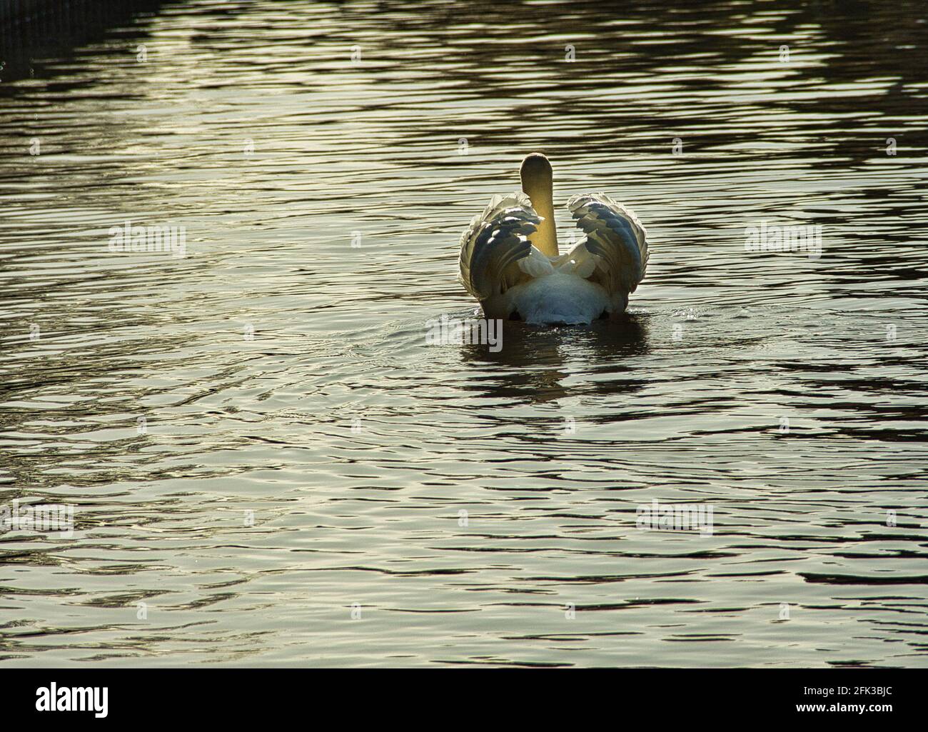 Swan in evening sunlight Stock Photo - Alamy