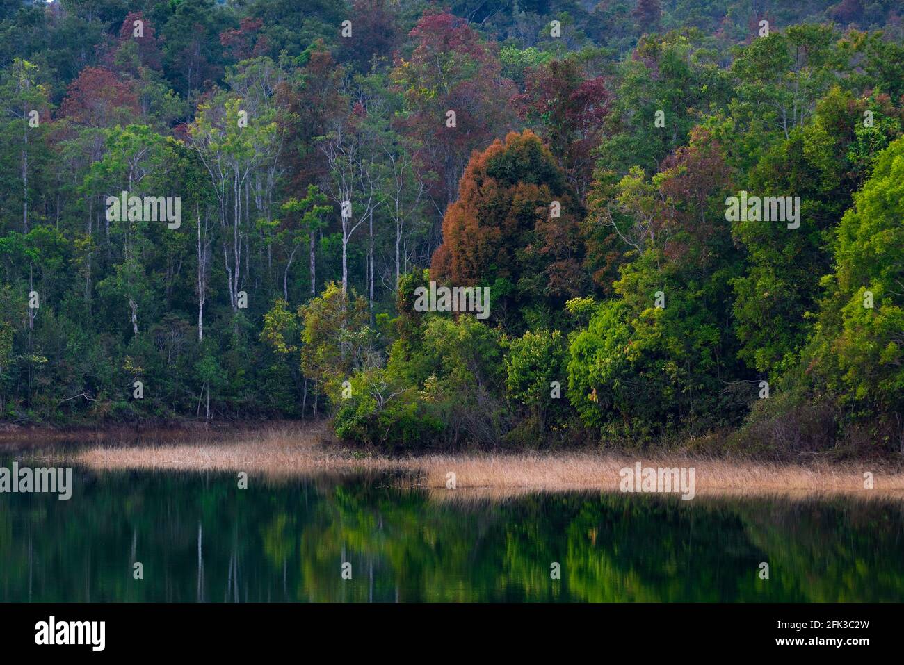 Tropical rainforests that are changing the color of their deciduous ...