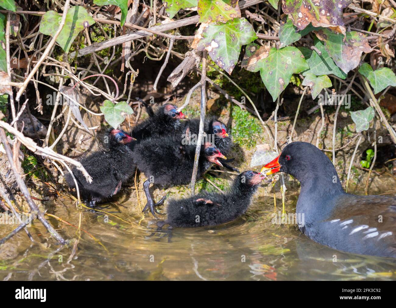 Common Moorhen (Gallinula chloropus) chicks being fed by an adult ...