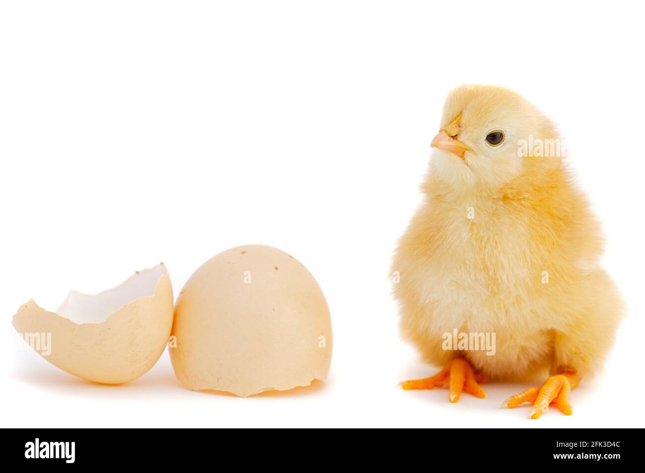 A baby chick over a white background Stock Photo - Alamy