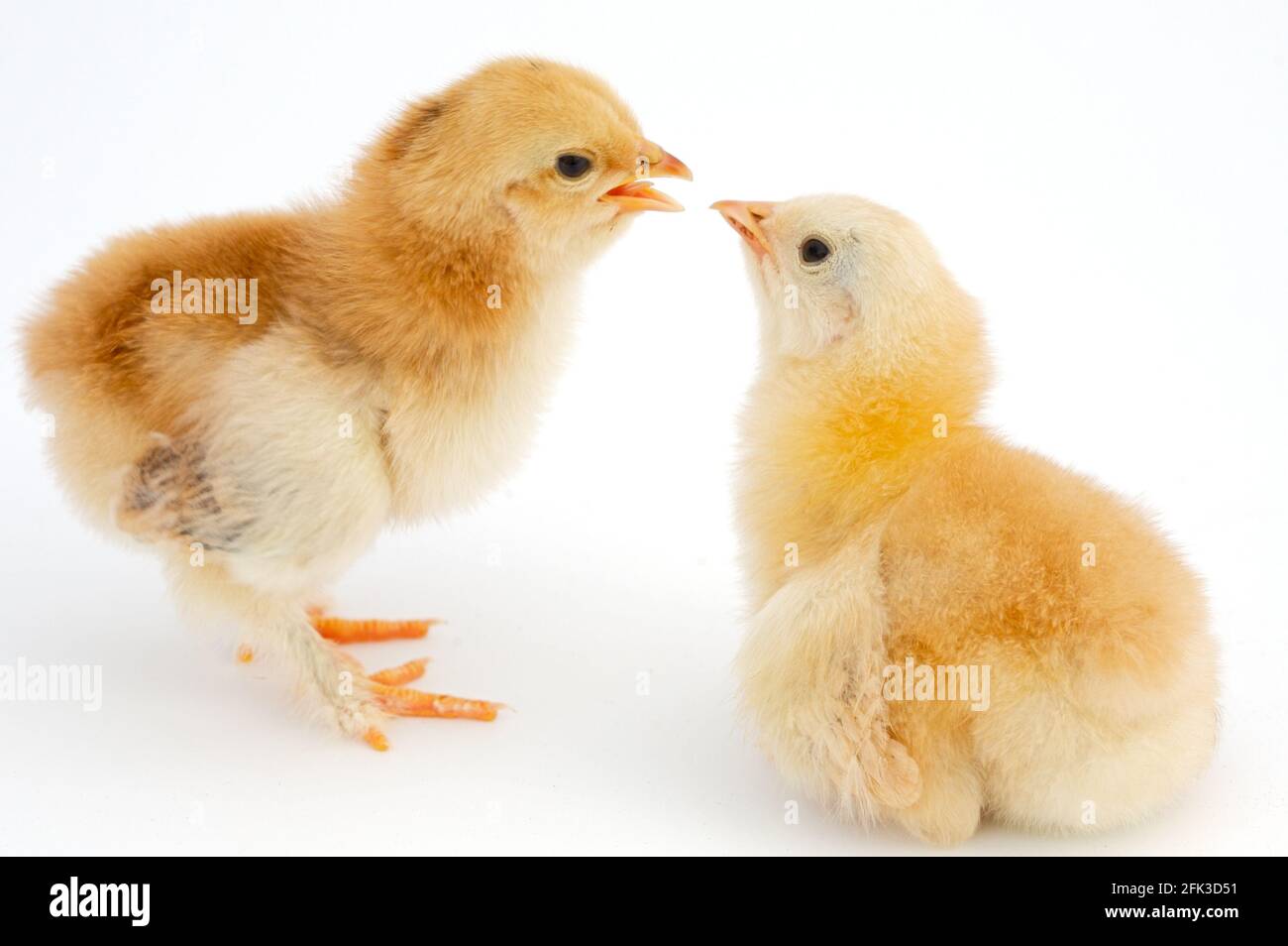 adorable chicks kissing a over white background Stock Photo - Alamy