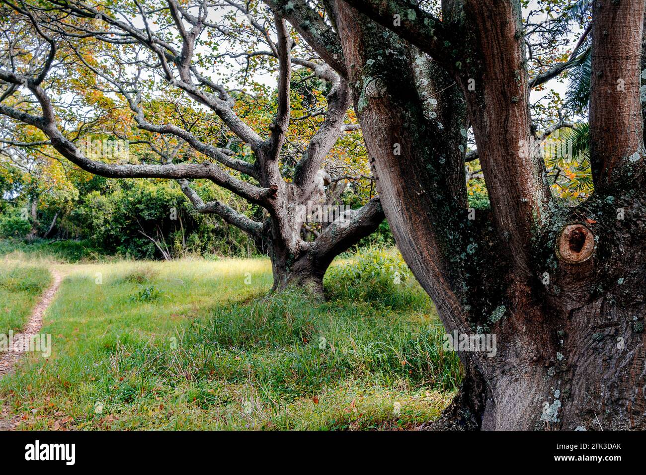 Trees in a park with path - old majestic tree with gnarly branches in ...