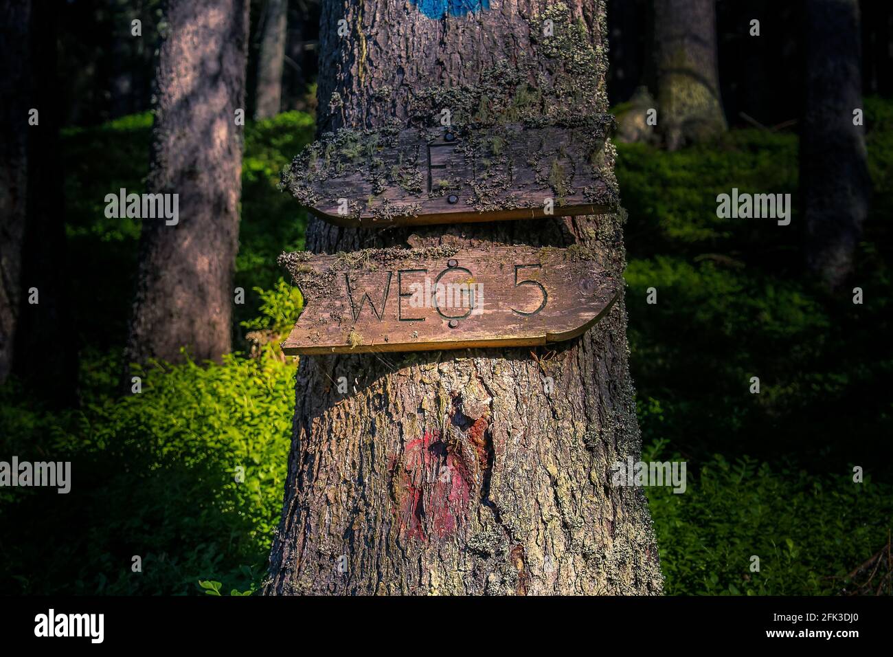 Old wooden direction signs in the forest Stock Photo - Alamy