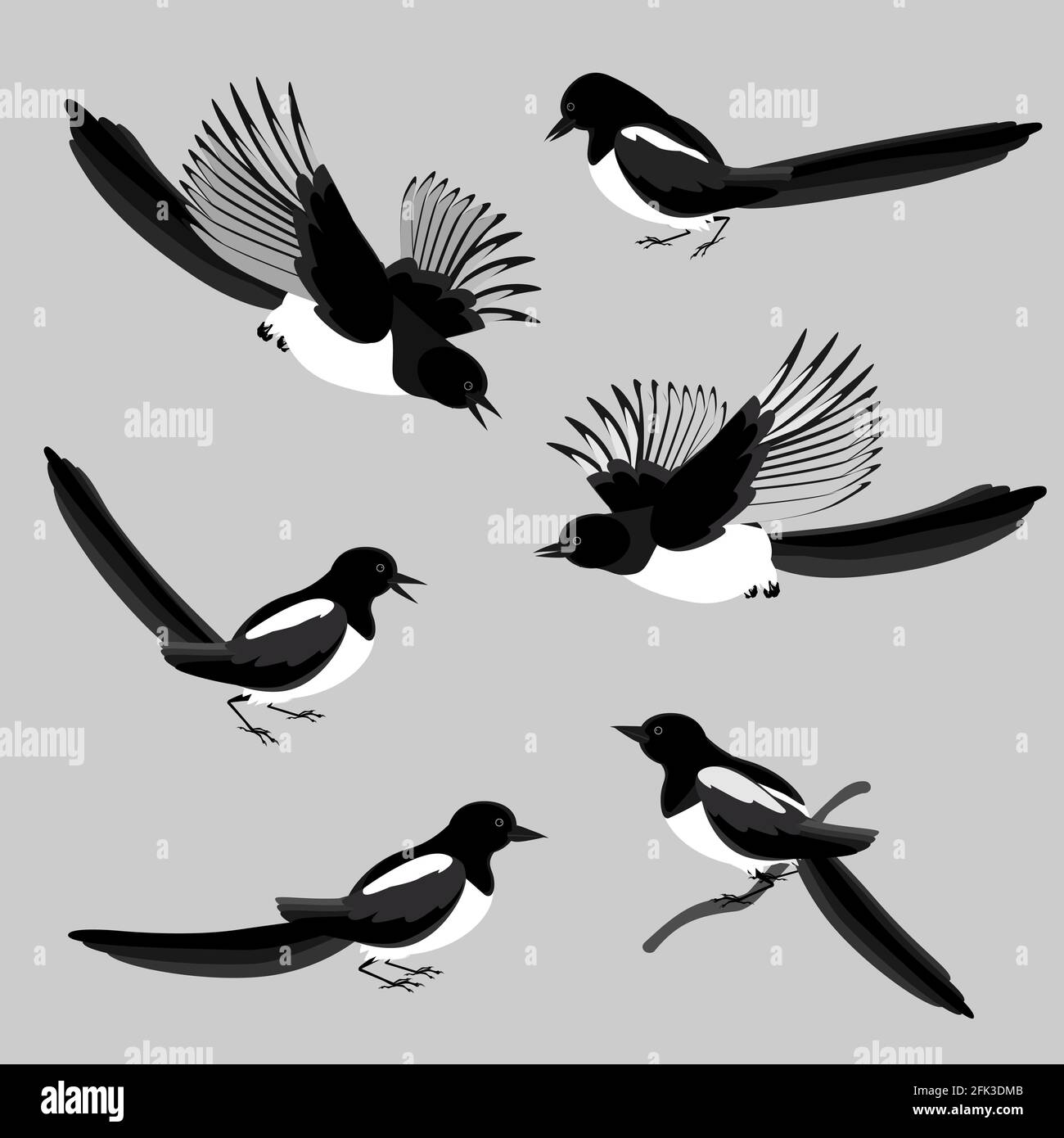 Magpies, a set of birds in various poses. Vector illustration in ...