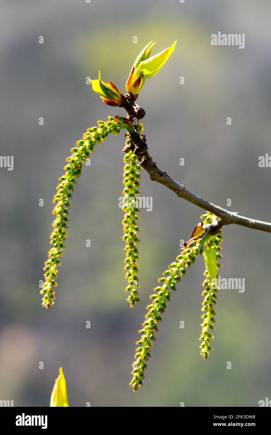 Black cottonwood hi-res stock photography and images - Alamy