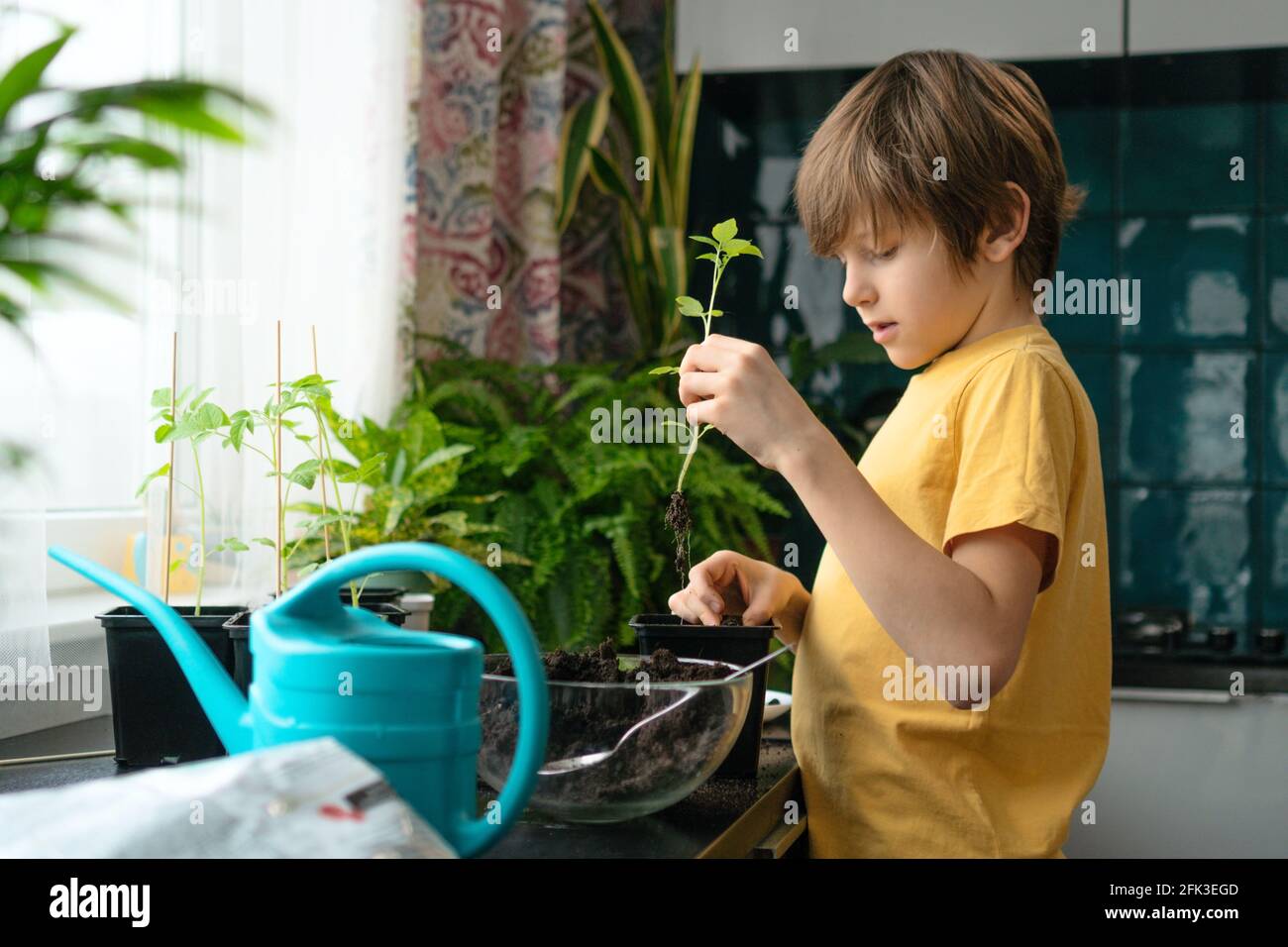 Little boy planting seedlings at home. An independent child is busy ...