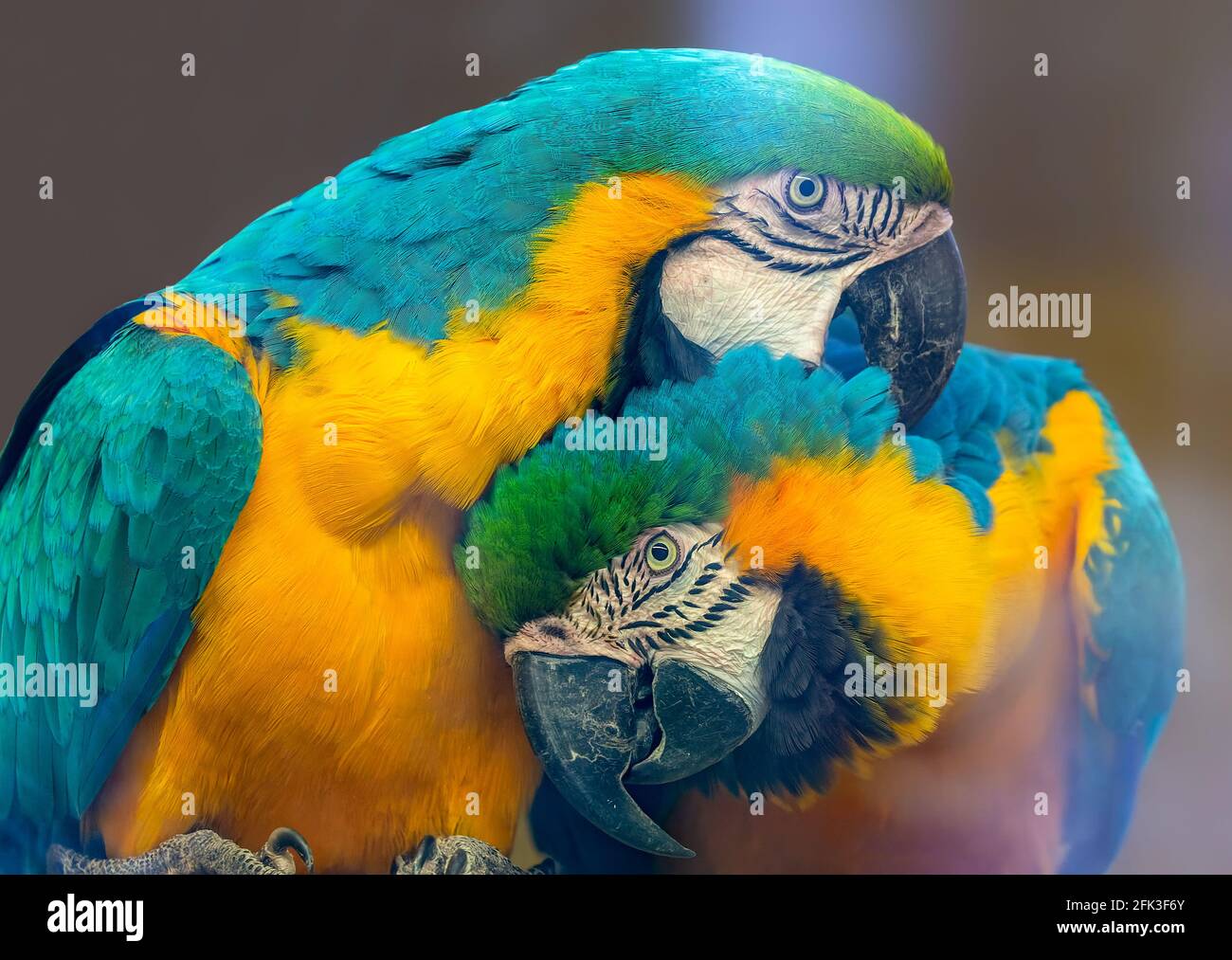 Pair of Blue-and-yellow macaw (Ara ararauna Stock Photo - Alamy