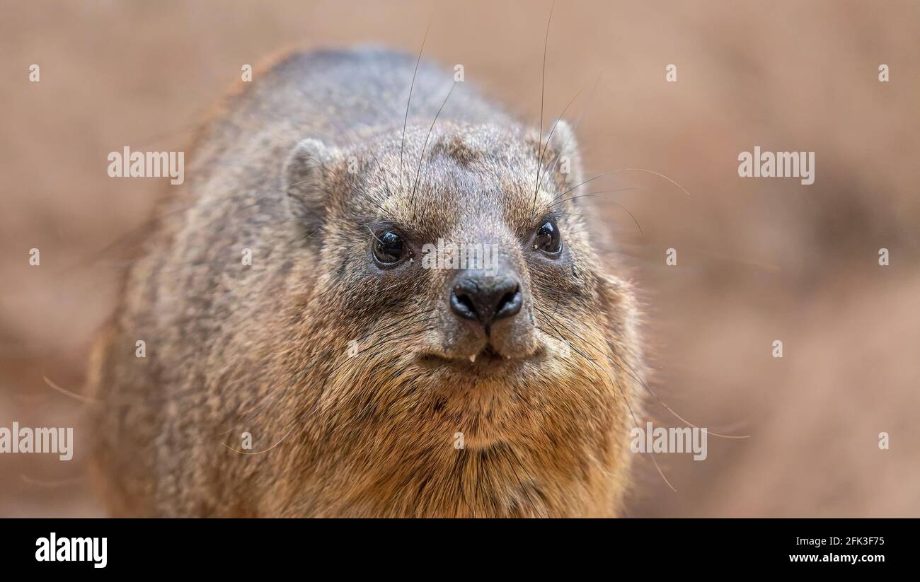 Rock hyrax smile hi-res stock photography and images - Alamy