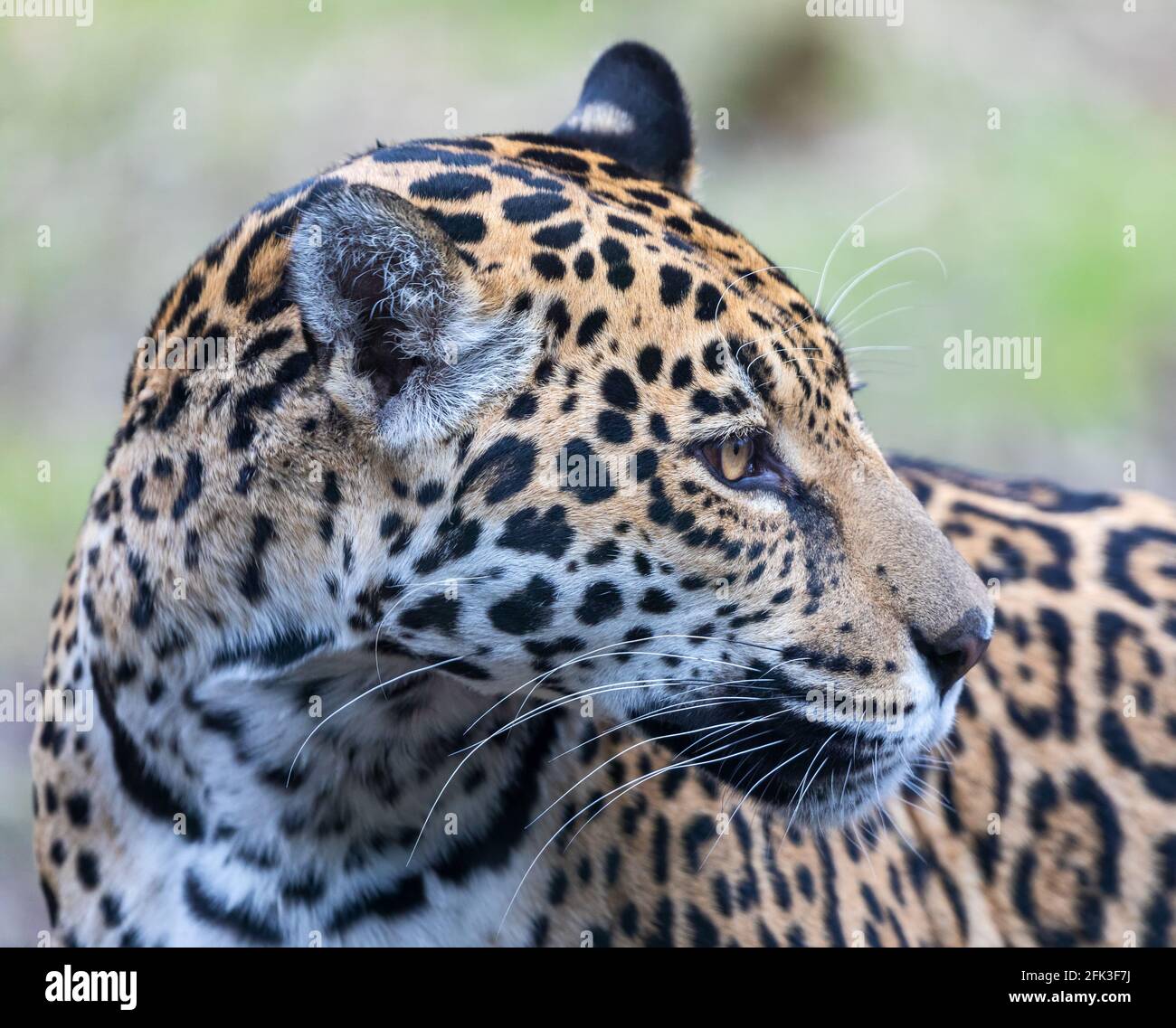 Close-up view of a female Jaguar (Panthera onca Stock Photo - Alamy