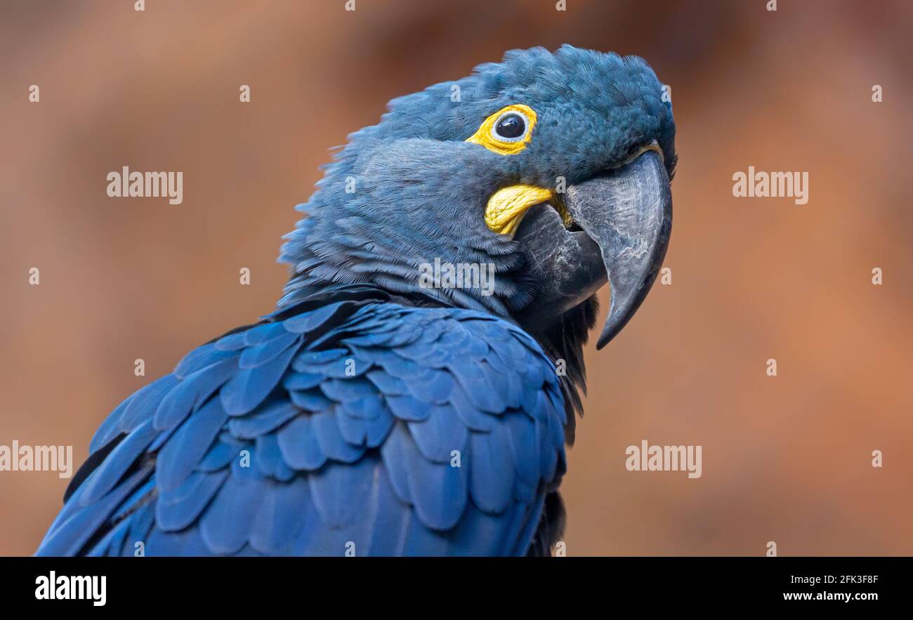 Anodorhynchus leari hi-res stock photography and images - Alamy