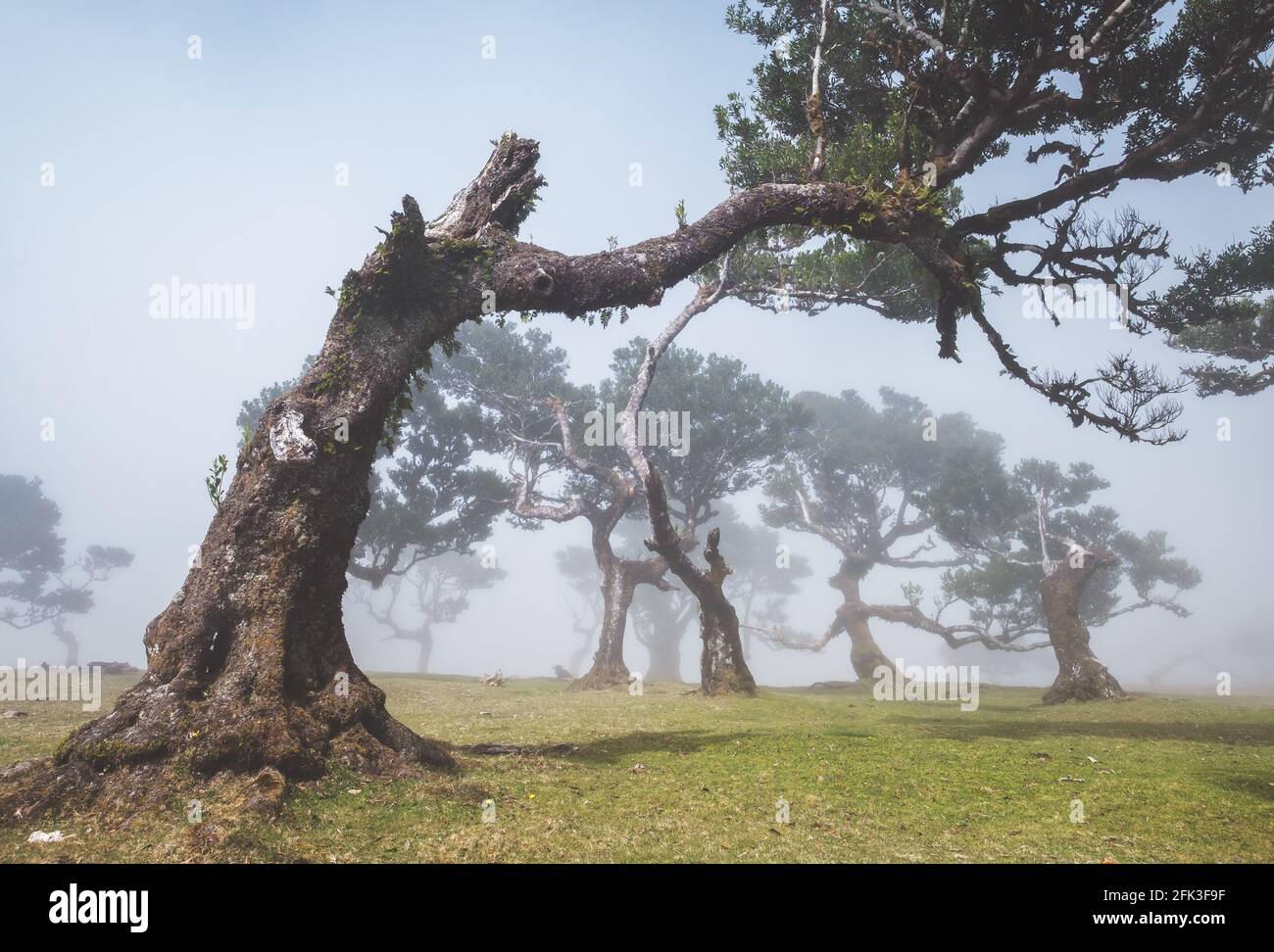 Magic mystic foggy view of curved trees forest landscape in Posto ...