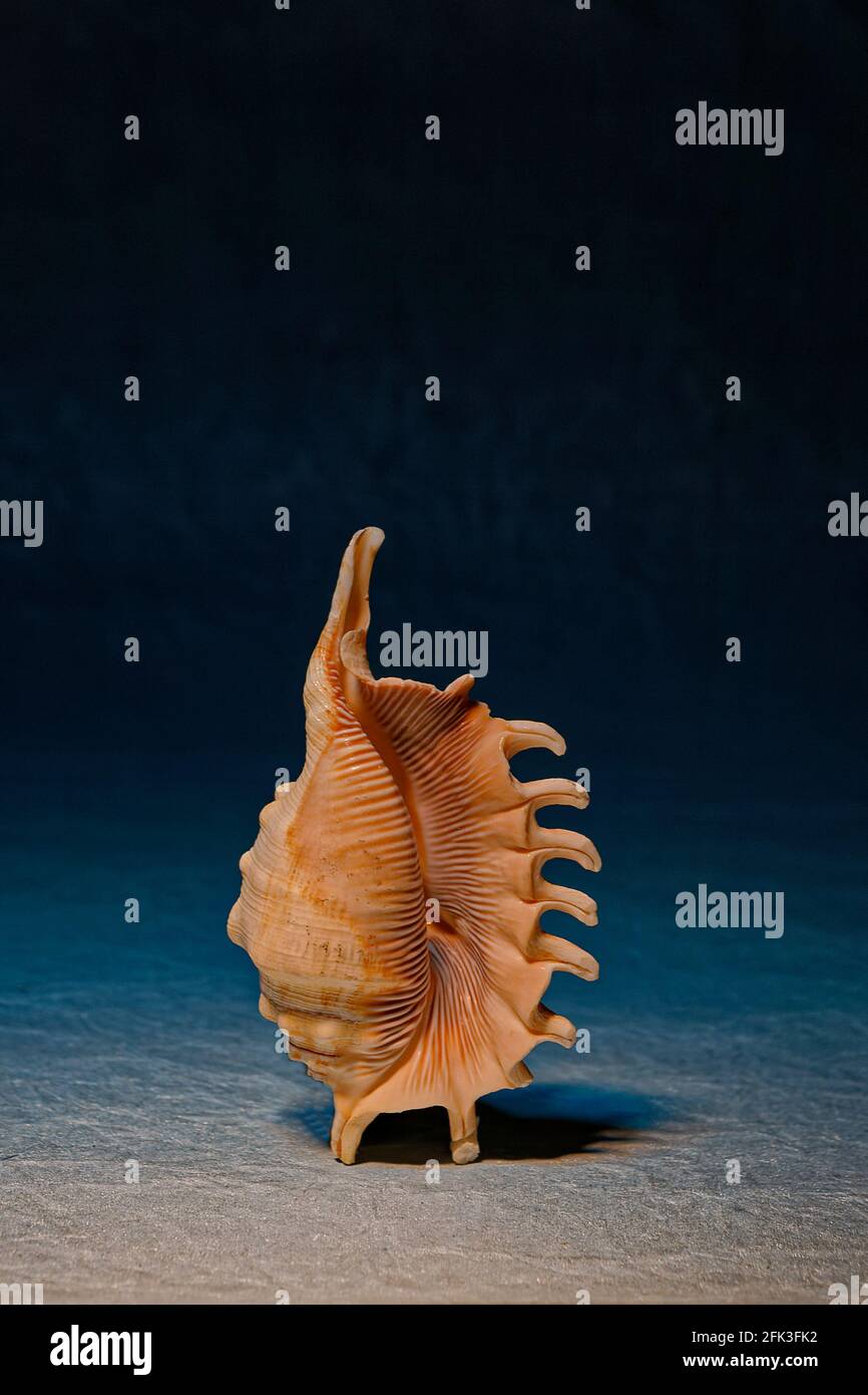 Conch shell india hi-res stock photography and images - Alamy