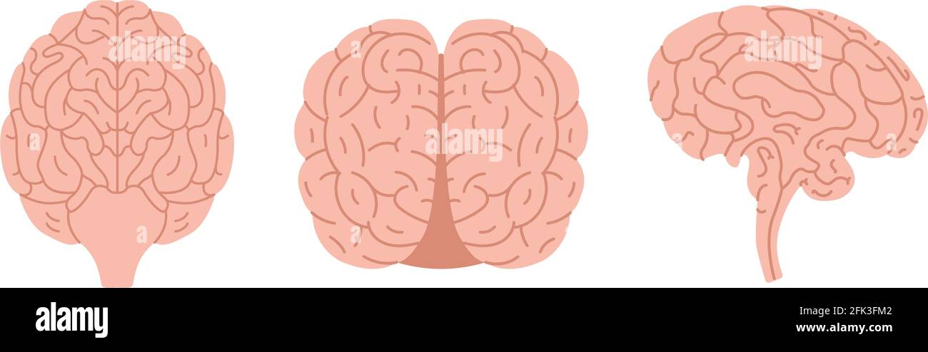 Vector flat illustration of human brain Stock Vector Image & Art - Alamy