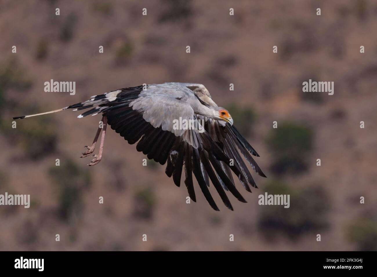 Secretarybird in flight Stock Photo - Alamy
