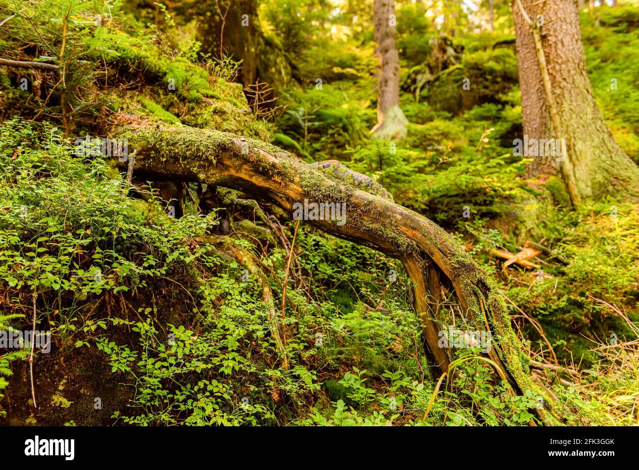 Trees in a deep forest in a mountains. Table mountain, nature ...