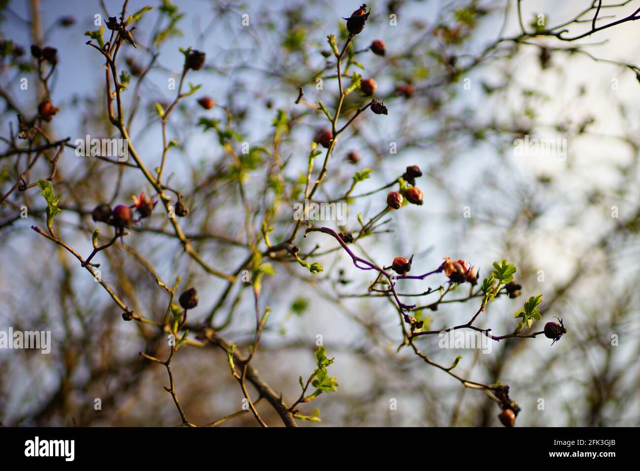 Rosehip bush branches with red berries growing in spring sunny day ...