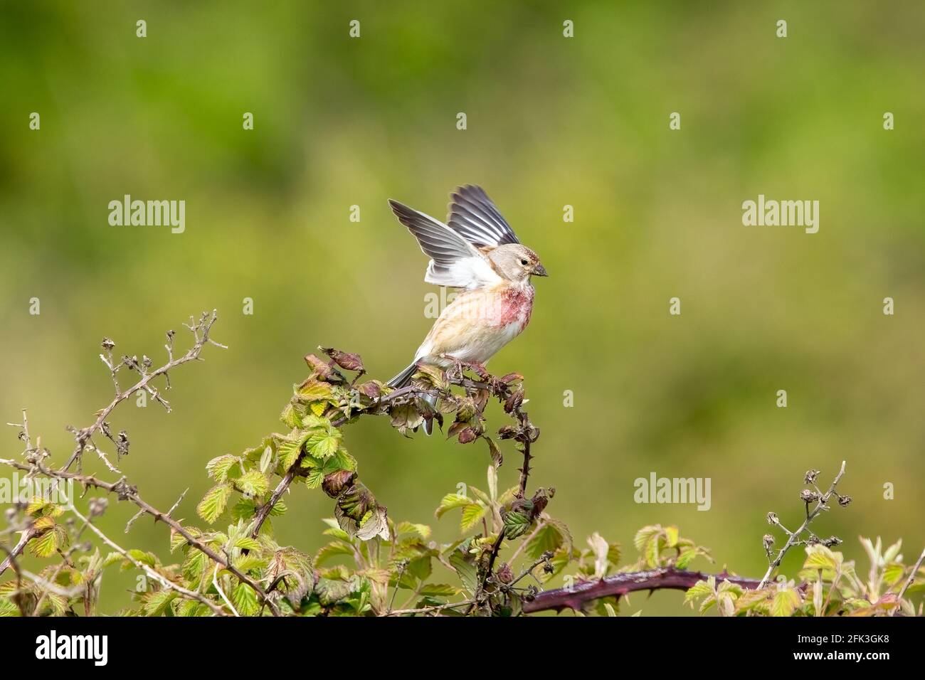 Linnets hi-res stock photography and images - Alamy