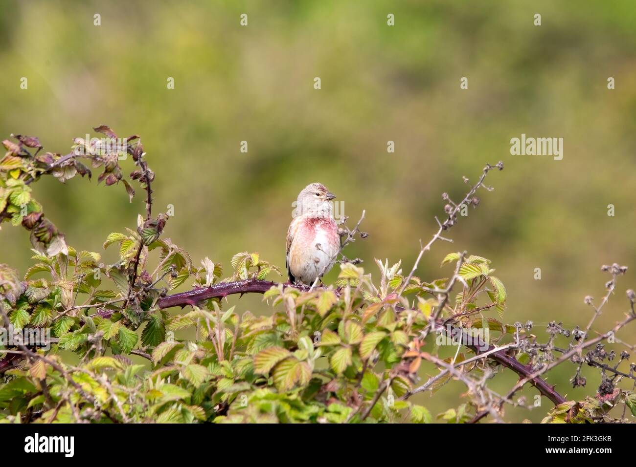Linnet bird hi-res stock photography and images - Alamy