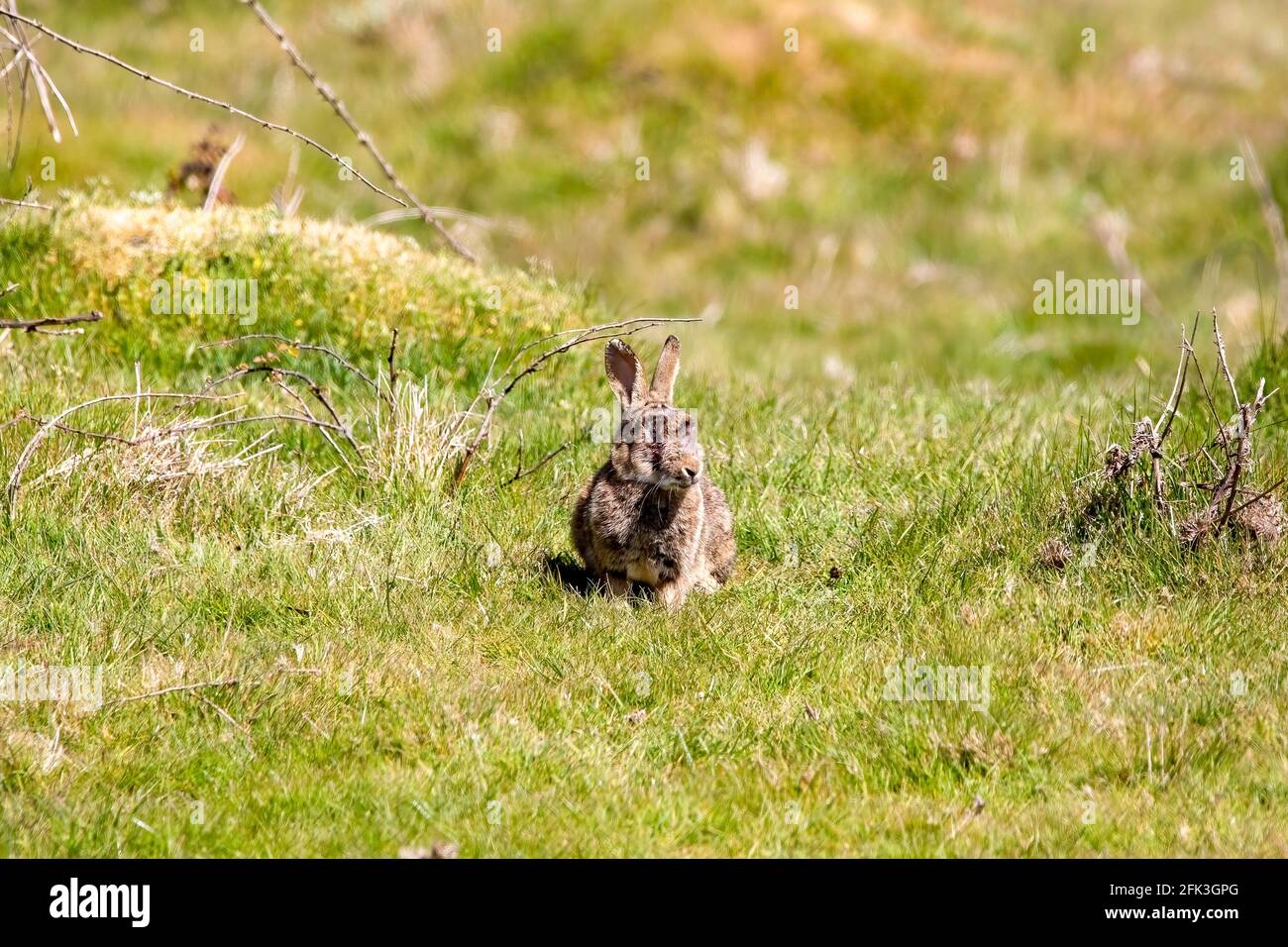 A Wild Rabbit suffering from myxomatosis with bloody eyes a symptom on ...