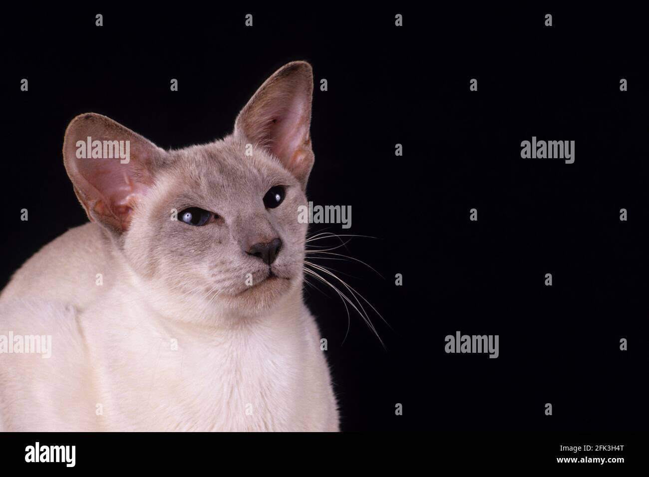 Siamese Cat , Italy Stock Photo - Alamy